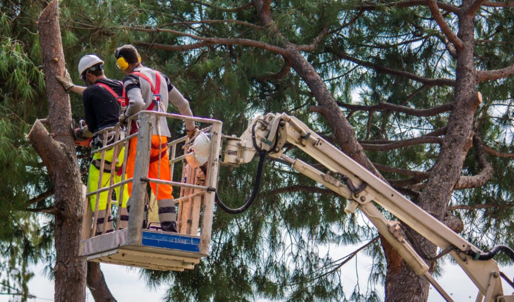 Baumpflege - baumschnitt-ady.at